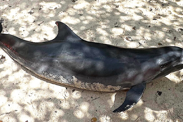 Government decision will ease financial burden for seniors | English ...