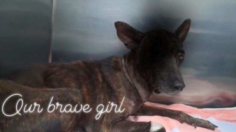 Dog found abandoned with devastating facial injuries | English - 24ora