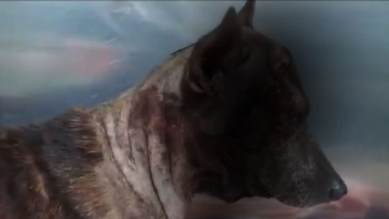 Dog found abandoned with devastating facial injuries | English - 24ora