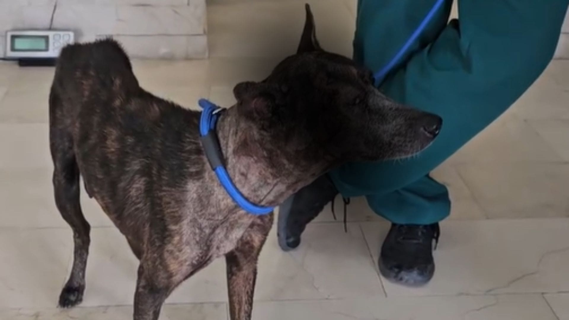 Dog found abandoned with devastating facial injuries | English - 24ora